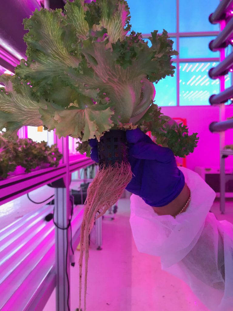 Kalera Is On The Cutting Edge Of Vertical Farming