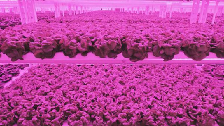 Kalera Unveils First Harvest For Atlanta Vertical Farming Facility