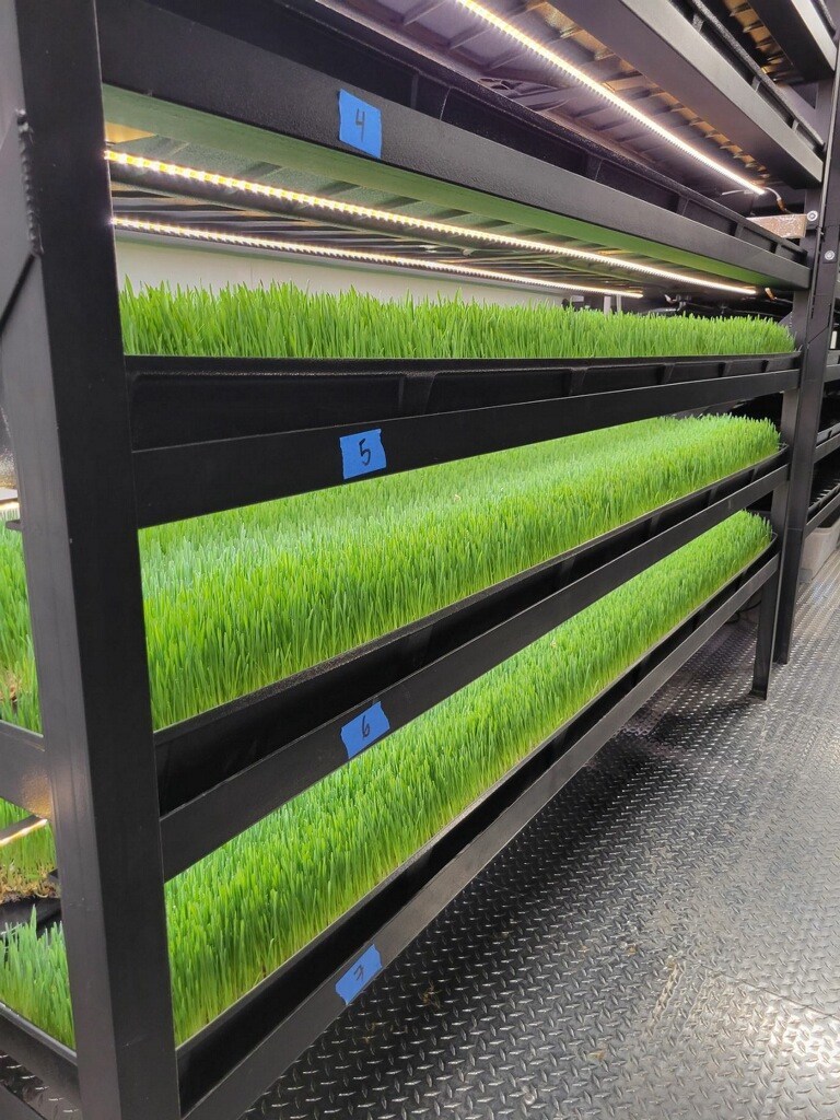 FarmBox Foods Launches Indoor Farm Growing Livestock Feed
